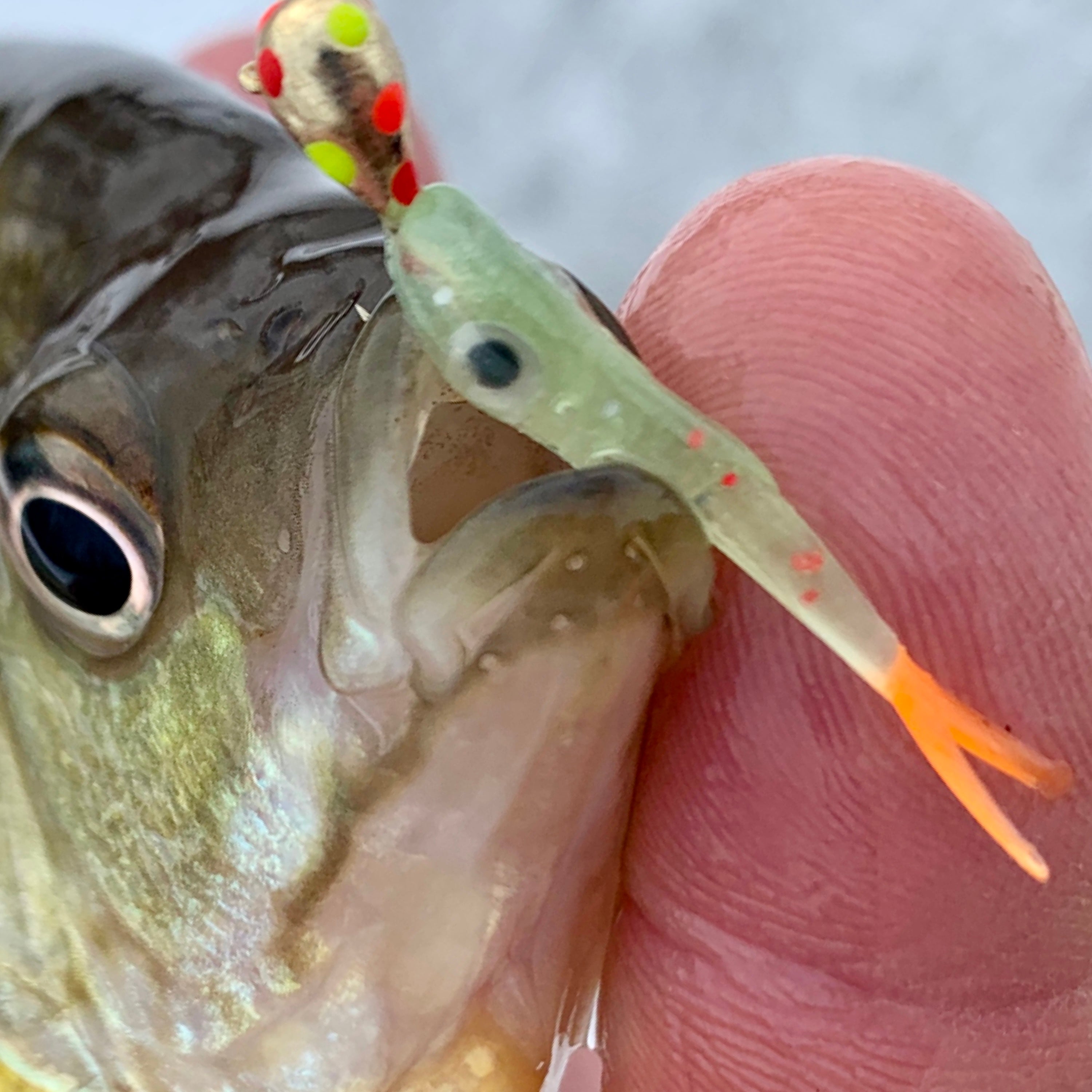 Bluegill Favorites – Roadside Minnows