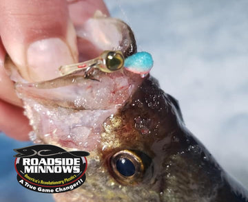 Original Perch Eye™️ – Roadside Minnows