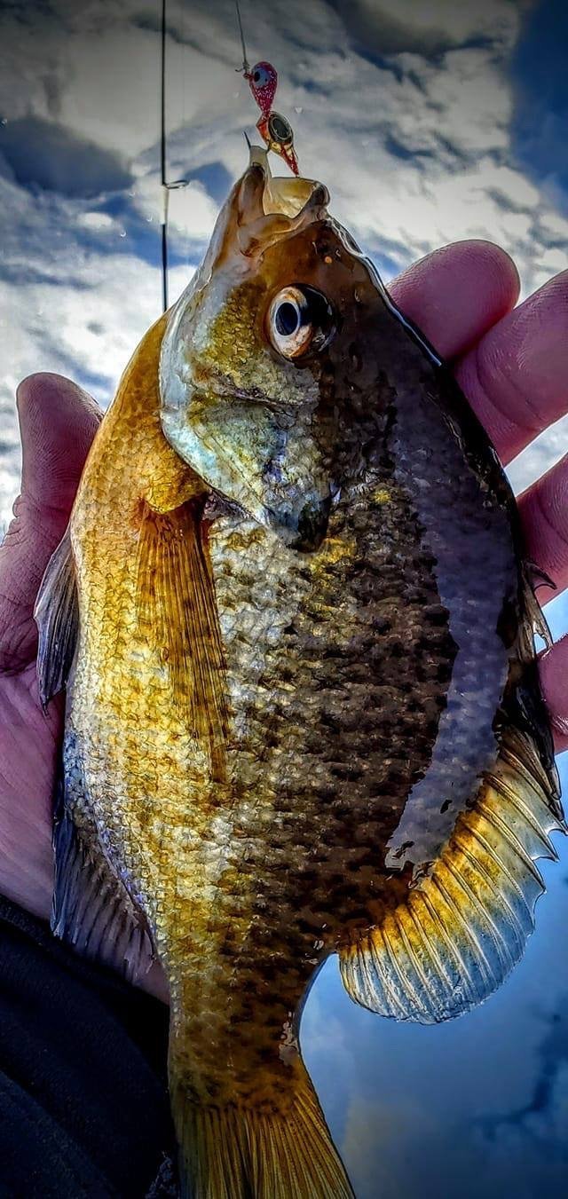 Original Perch Eye™️ – Roadside Minnows